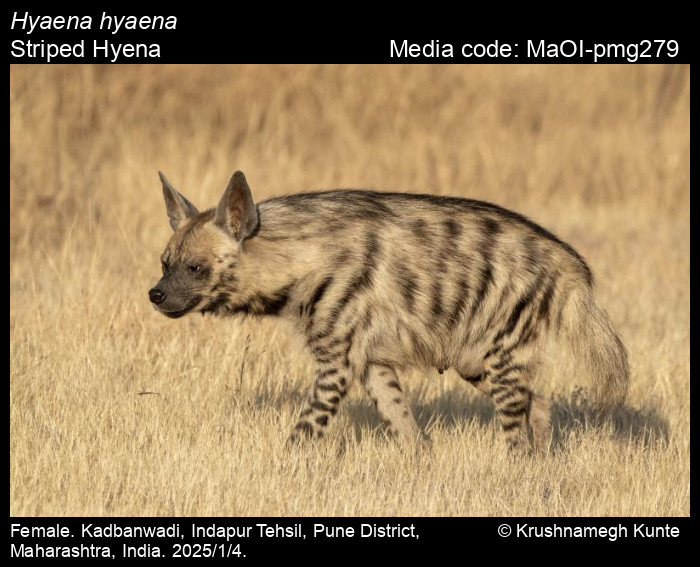 Hyaena hyaena Linnaeus, 1758 - Striped Hyena | Mammals